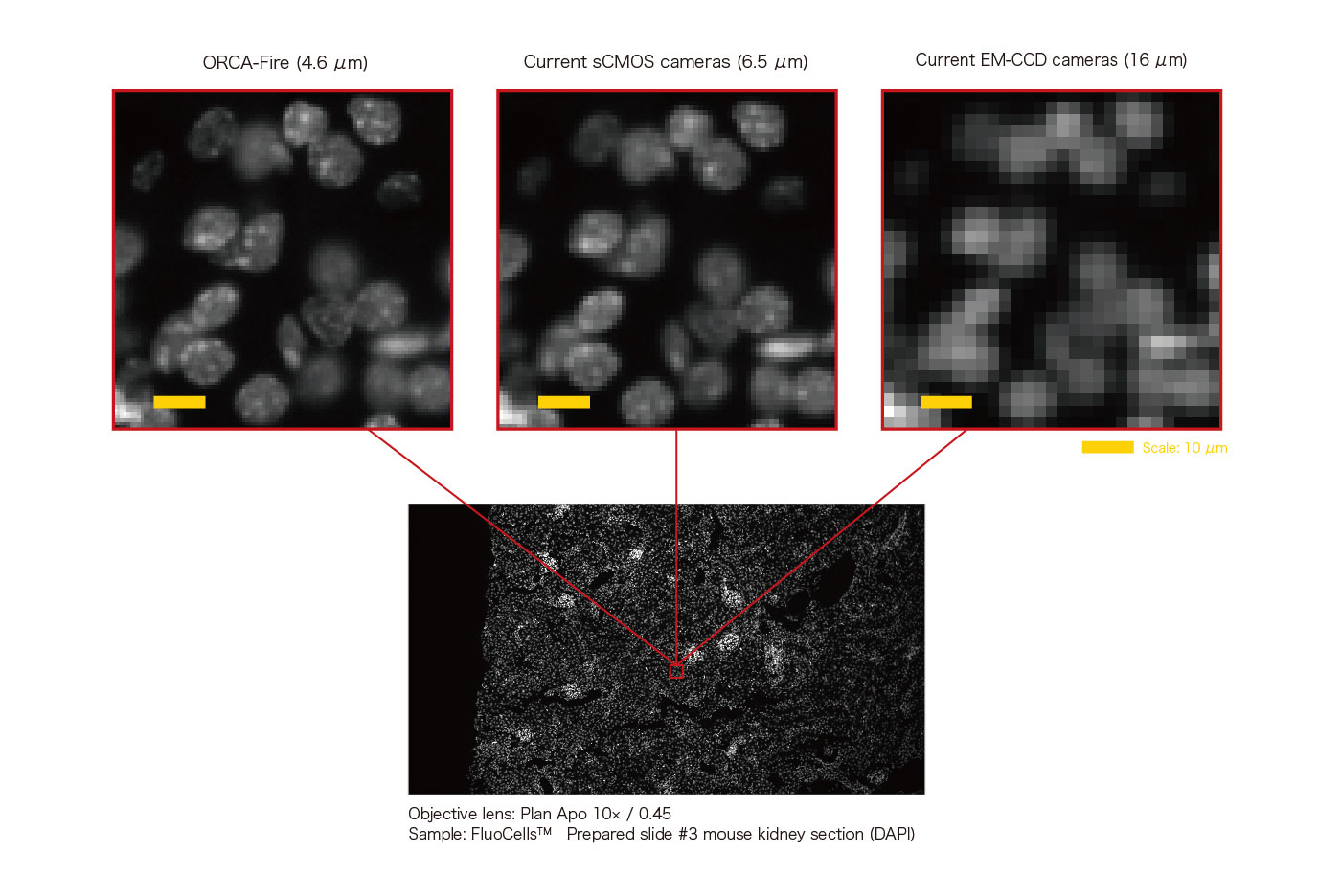 ORCA-Fire 数字 CMOS 相机 C16240-20UP | 滨松光子学